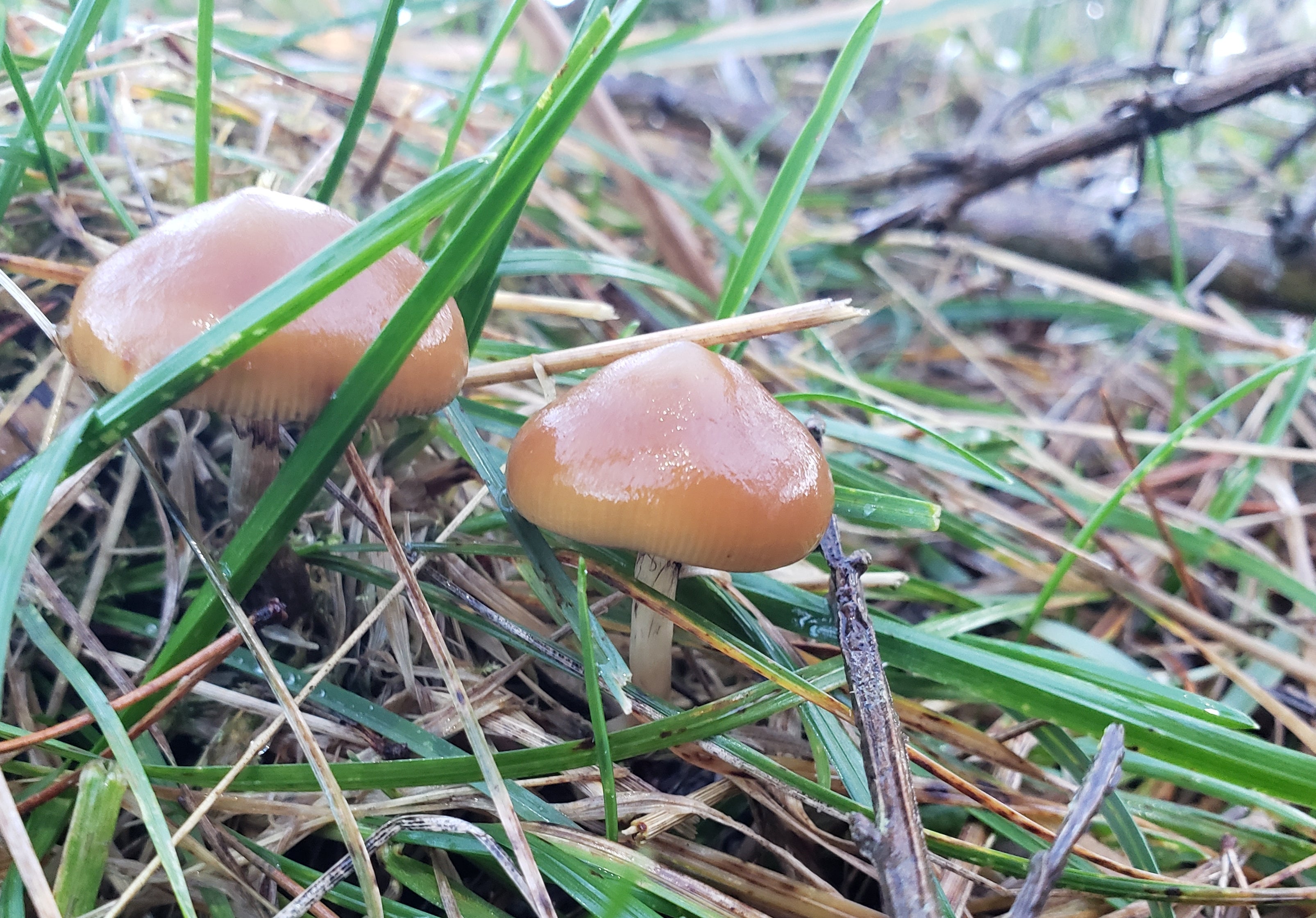 Specials – Oregon Gourmet Mushrooms